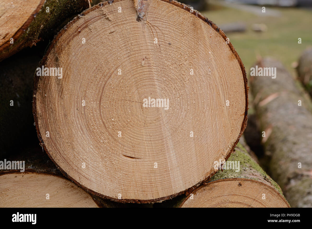 Softwood trees hi-res stock photography and images - Alamy