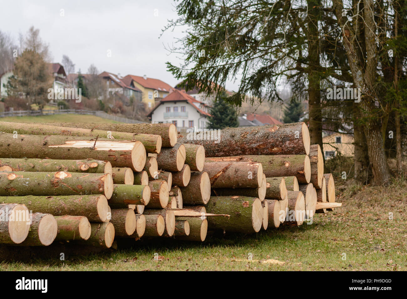 Felled trees on a pile ready for removal Stock Photo - Alamy