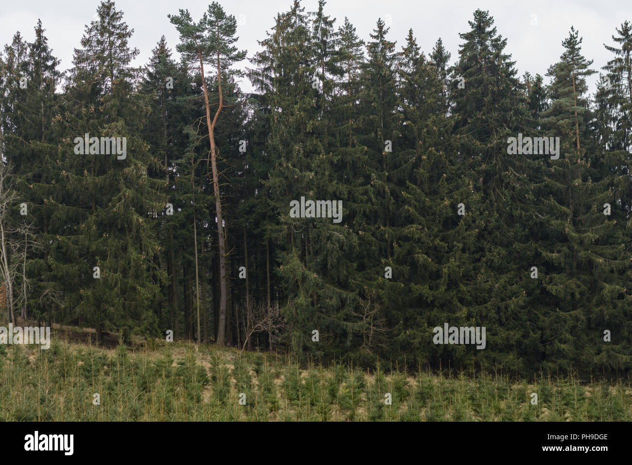 Monoculture in post planted spruce trees hi-res stock photography and ...