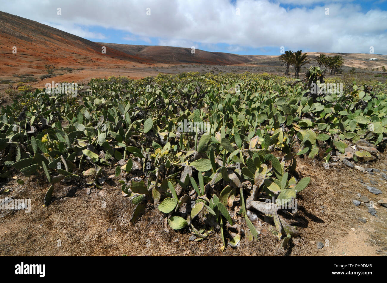 Cacti field hi-res stock photography and images - Alamy