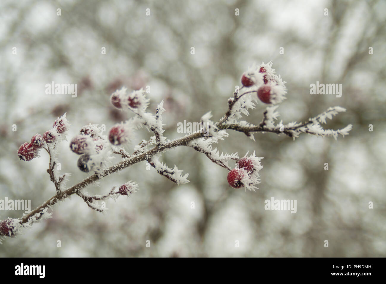 Whitethorn in winter Stock Photo - Alamy