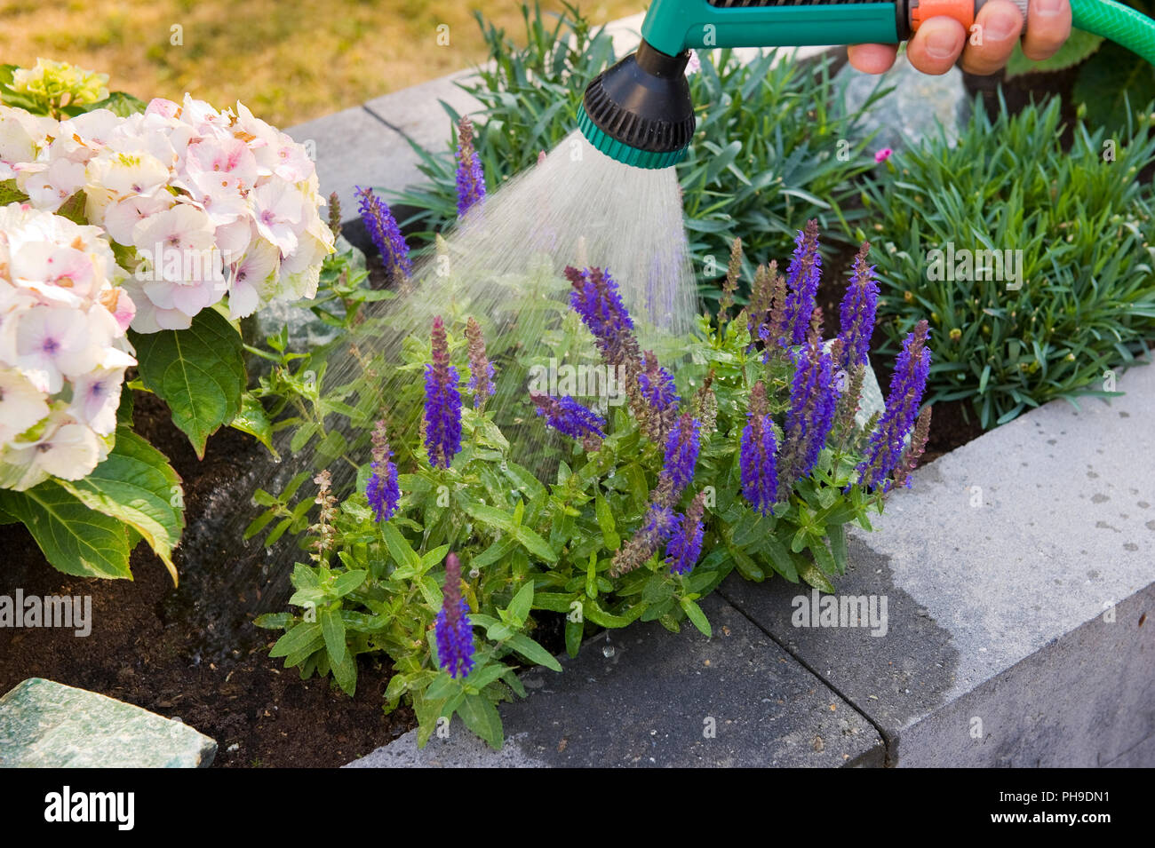 Spraying plants in a planter in the summer Stock Photo - Alamy