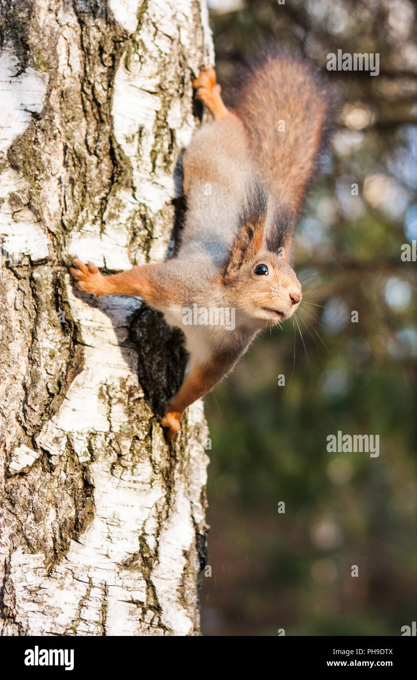 Squirrel hair hi-res stock photography and images - Alamy