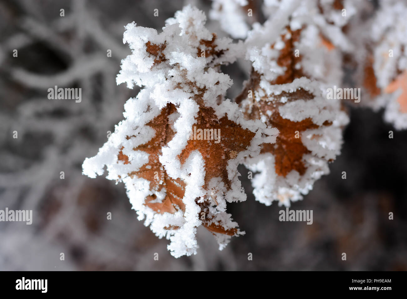 Frozen oak leaves covered with frost on the tree Stock Photo - Alamy