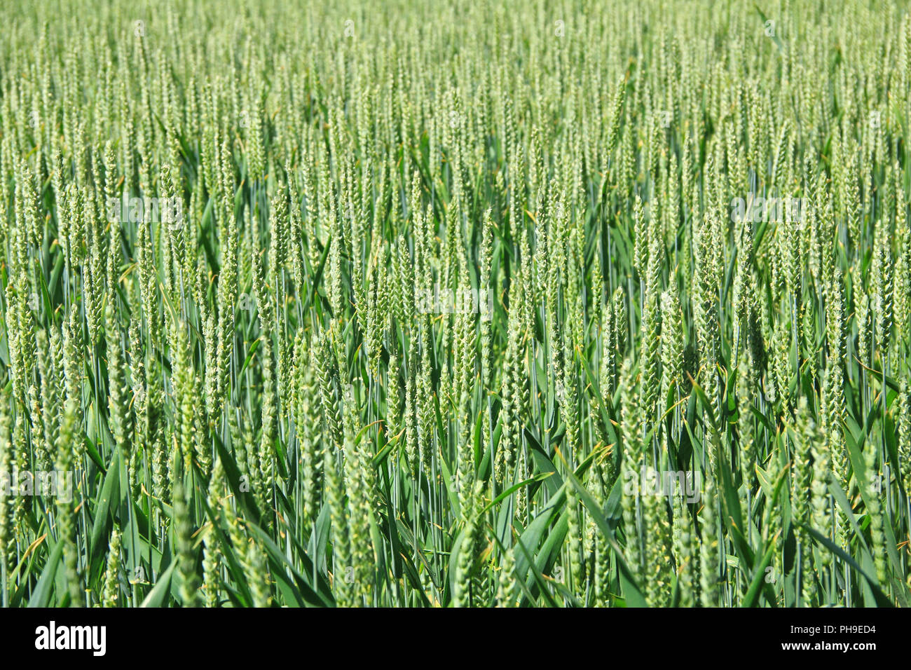 Wheat (Triticum aestivum Stock Photo - Alamy