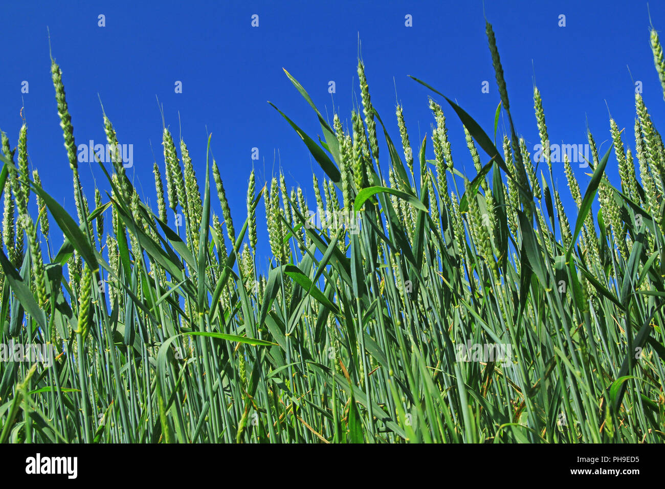 Wheat (Triticum aestivum Stock Photo - Alamy