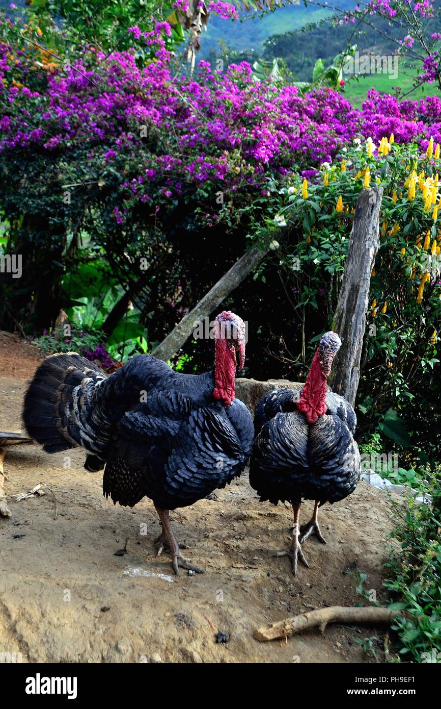 Turkey in LA ZUNGA - Ecuador border -San Ignacio- Department of ...