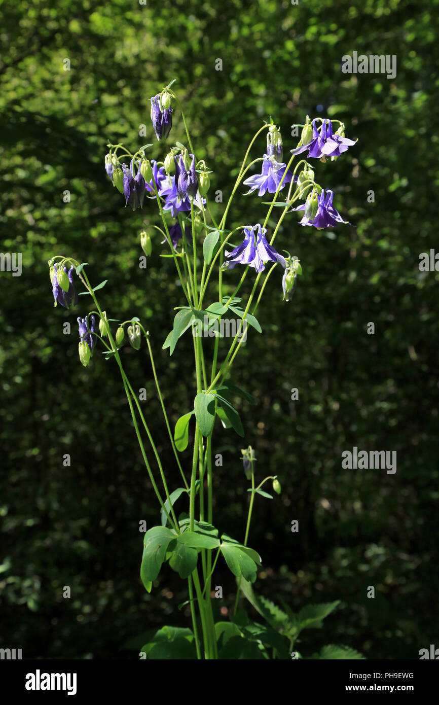 Common Columbine, Aquilegia vulgaris Stock Photo - Alamy