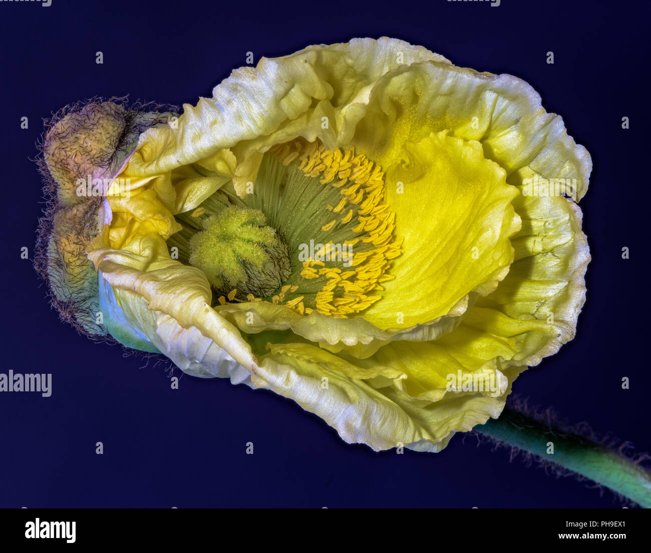 Floral fine art still life detailed color macro flower photo of a ...