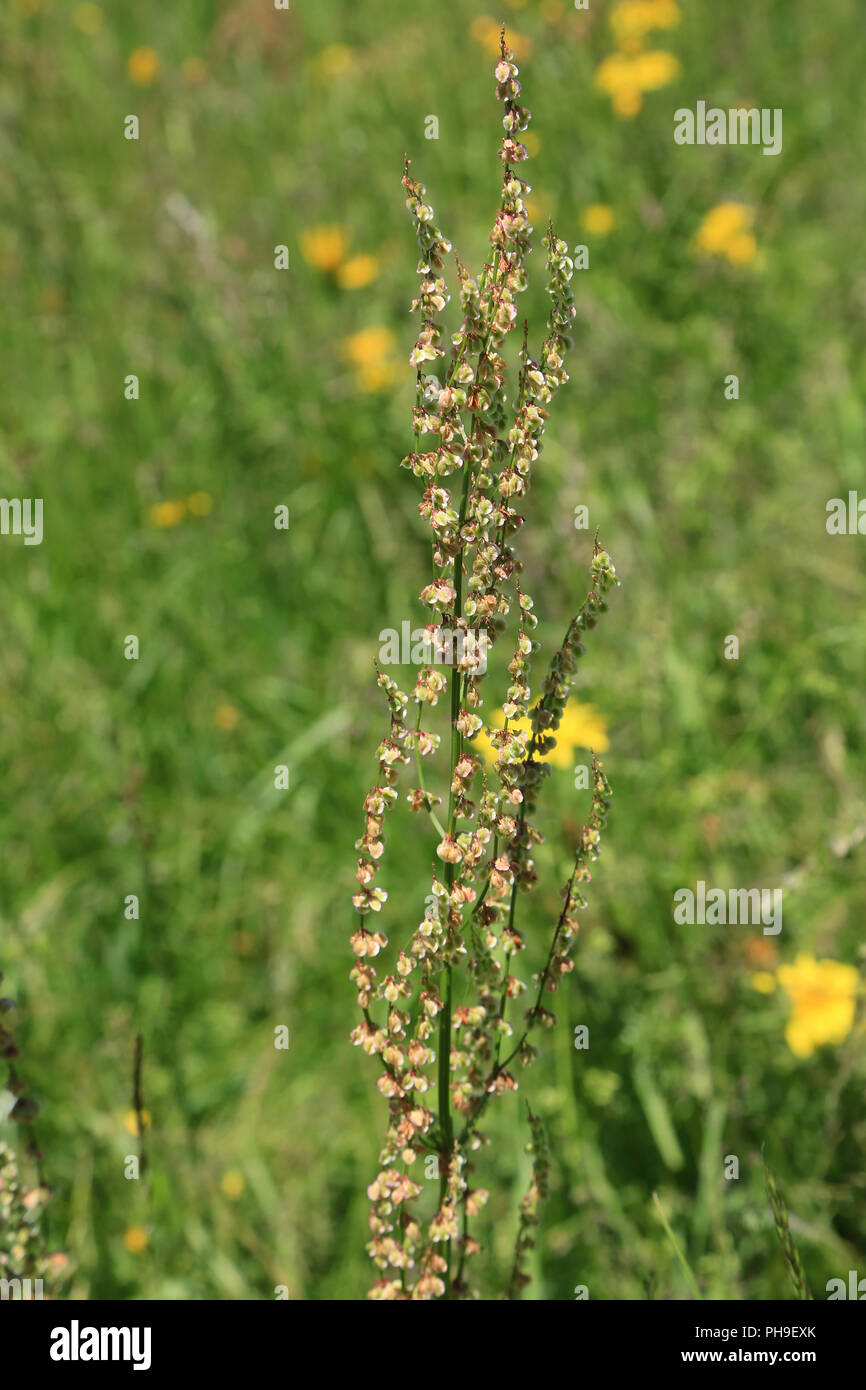 Seeds of sour weed, rumex acetosa Stock Photo - Alamy