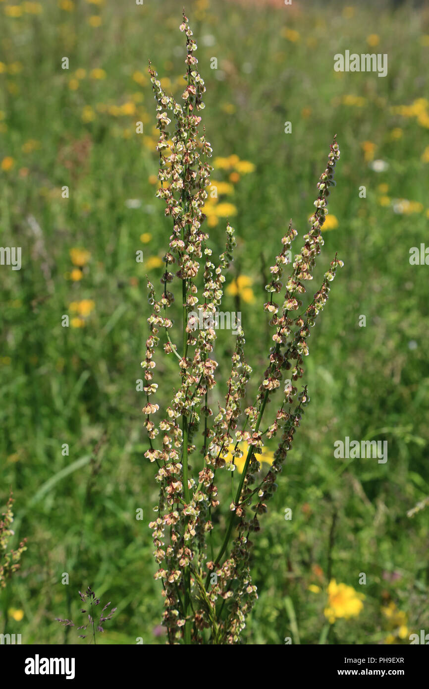 Sour weed hi-res stock photography and images - Alamy