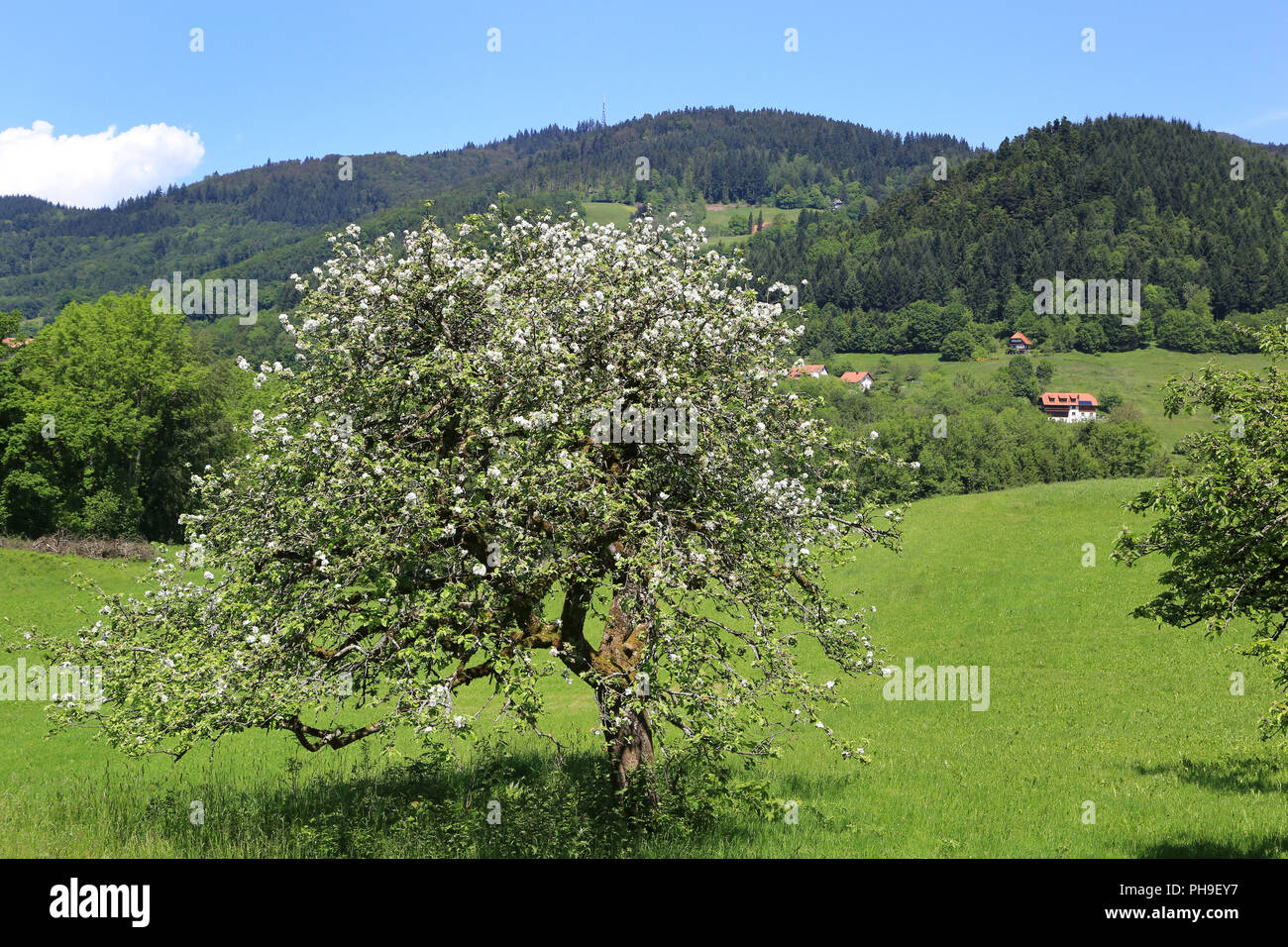 Blooming fruit tree hi-res stock photography and images - Alamy