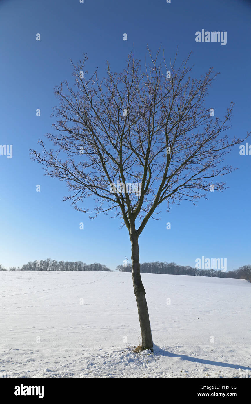 single tree in winter Stock Photo - Alamy