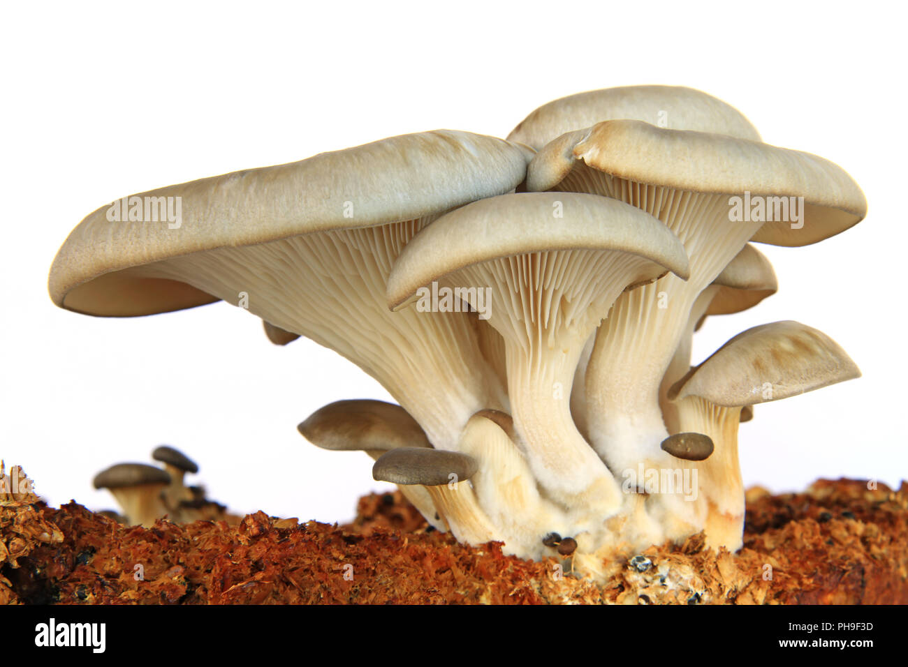 Oyster mushroom (Pleurotus ostreatus Stock Photo - Alamy