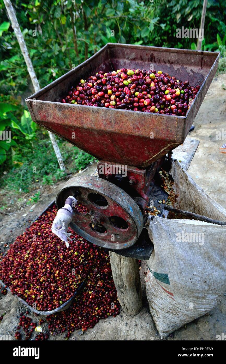 Coffee Pulping High Resolution Stock Photography and Images - Alamy