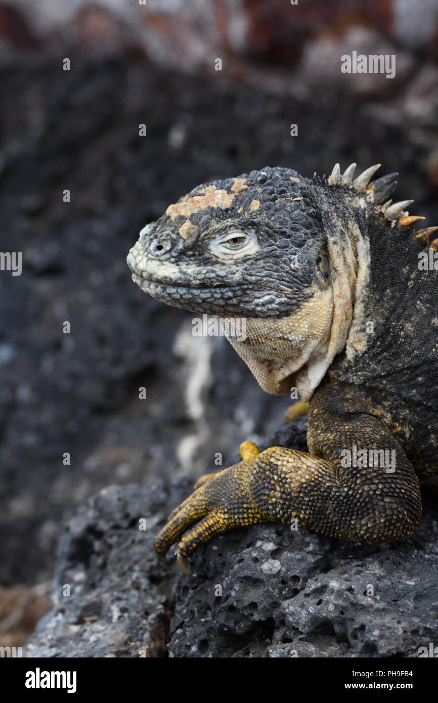Golden iguana hi-res stock photography and images - Alamy