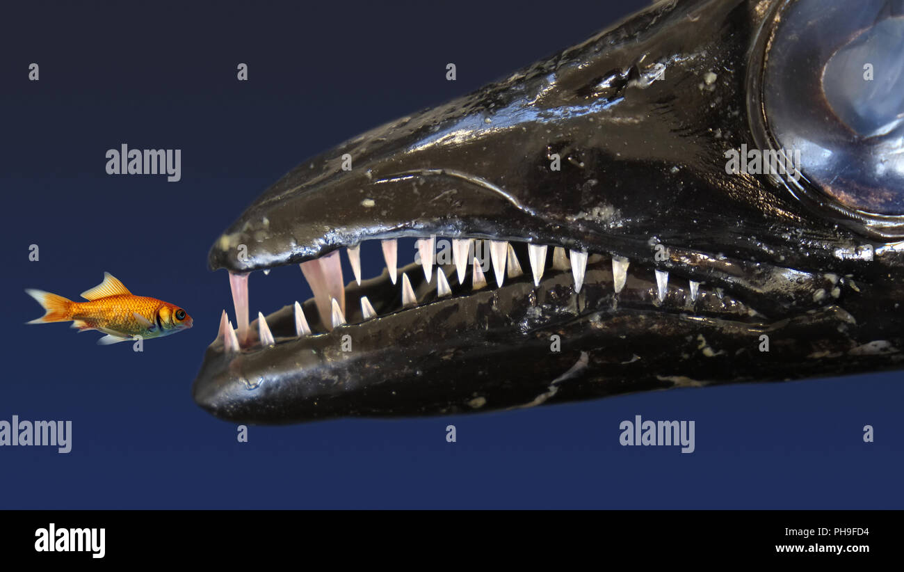 The black scabbardfish hi-res stock photography and images - Alamy