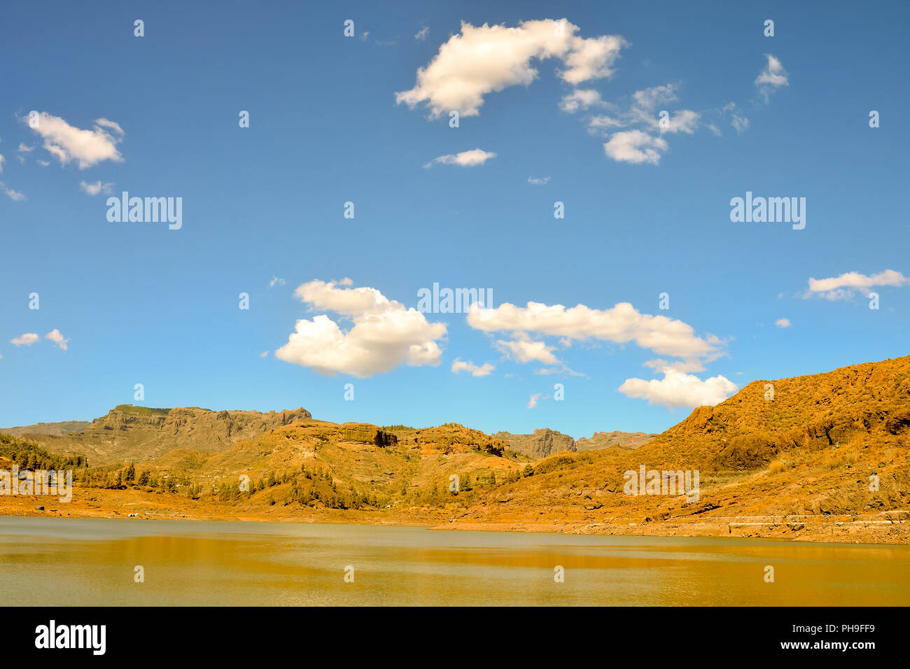 Chira presa hi-res stock photography and images - Alamy