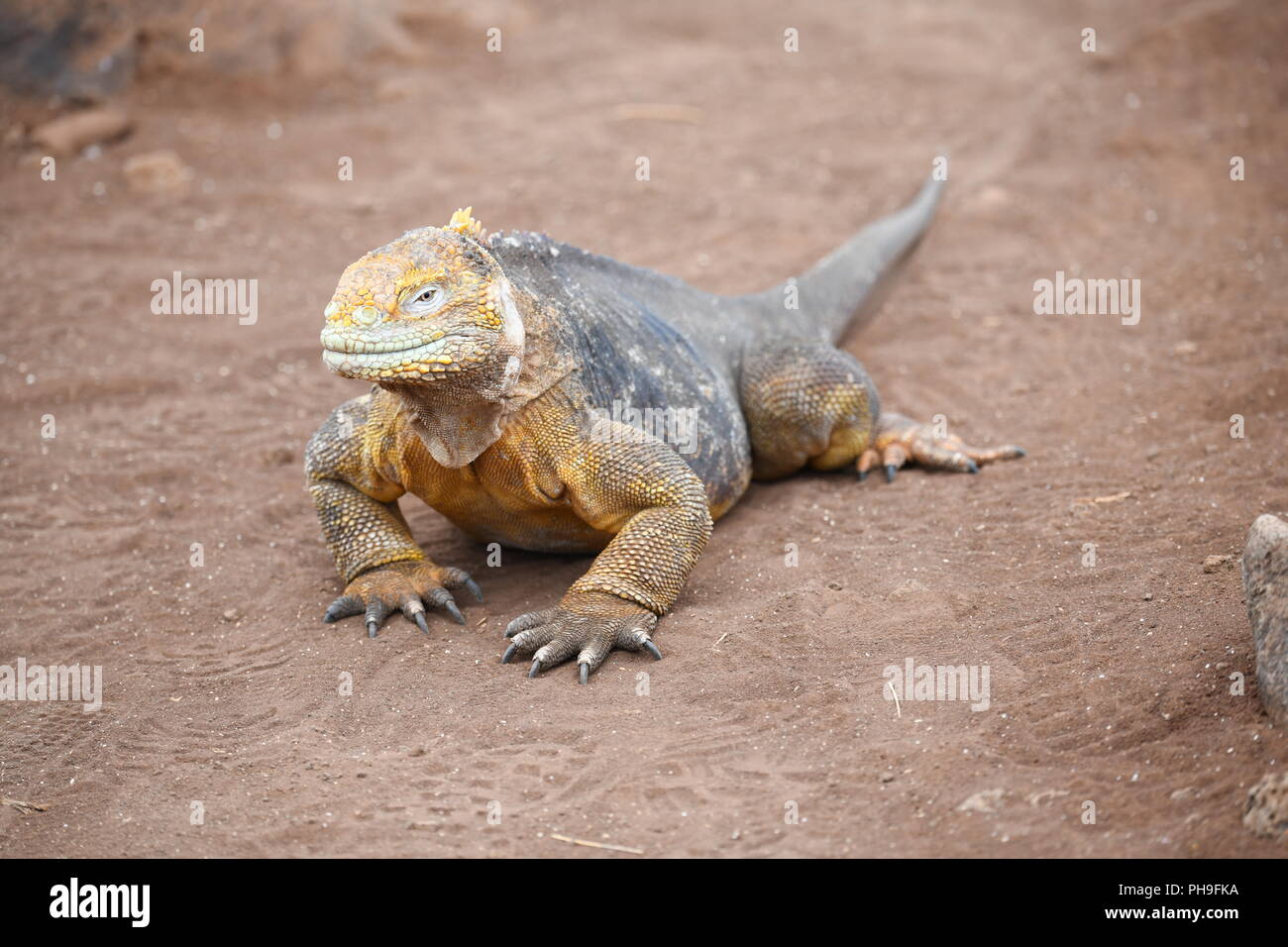 Land iguana (Conolophus subcristatus) in the Galapagos Stock Photo - Alamy