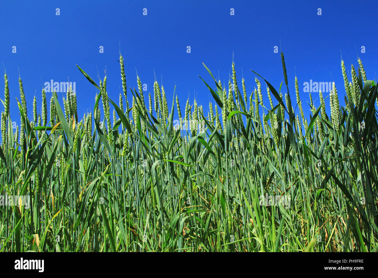 Wheat (Triticum aestivum Stock Photo - Alamy