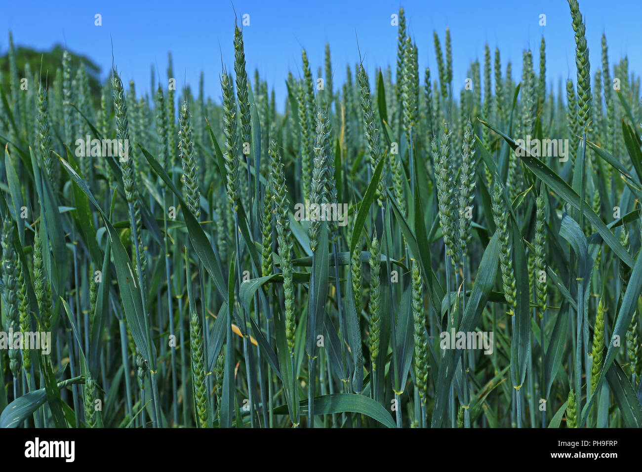 Wheat (Triticum aestivum Stock Photo - Alamy