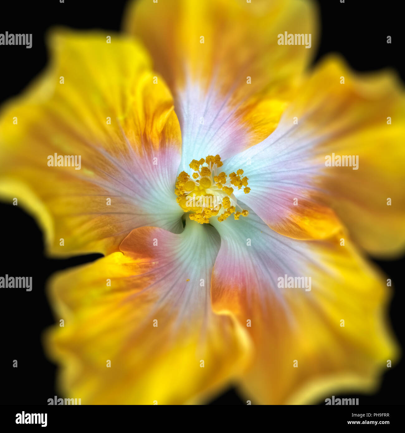 Floral color macro flower image of a the pistil of a single isolated ...
