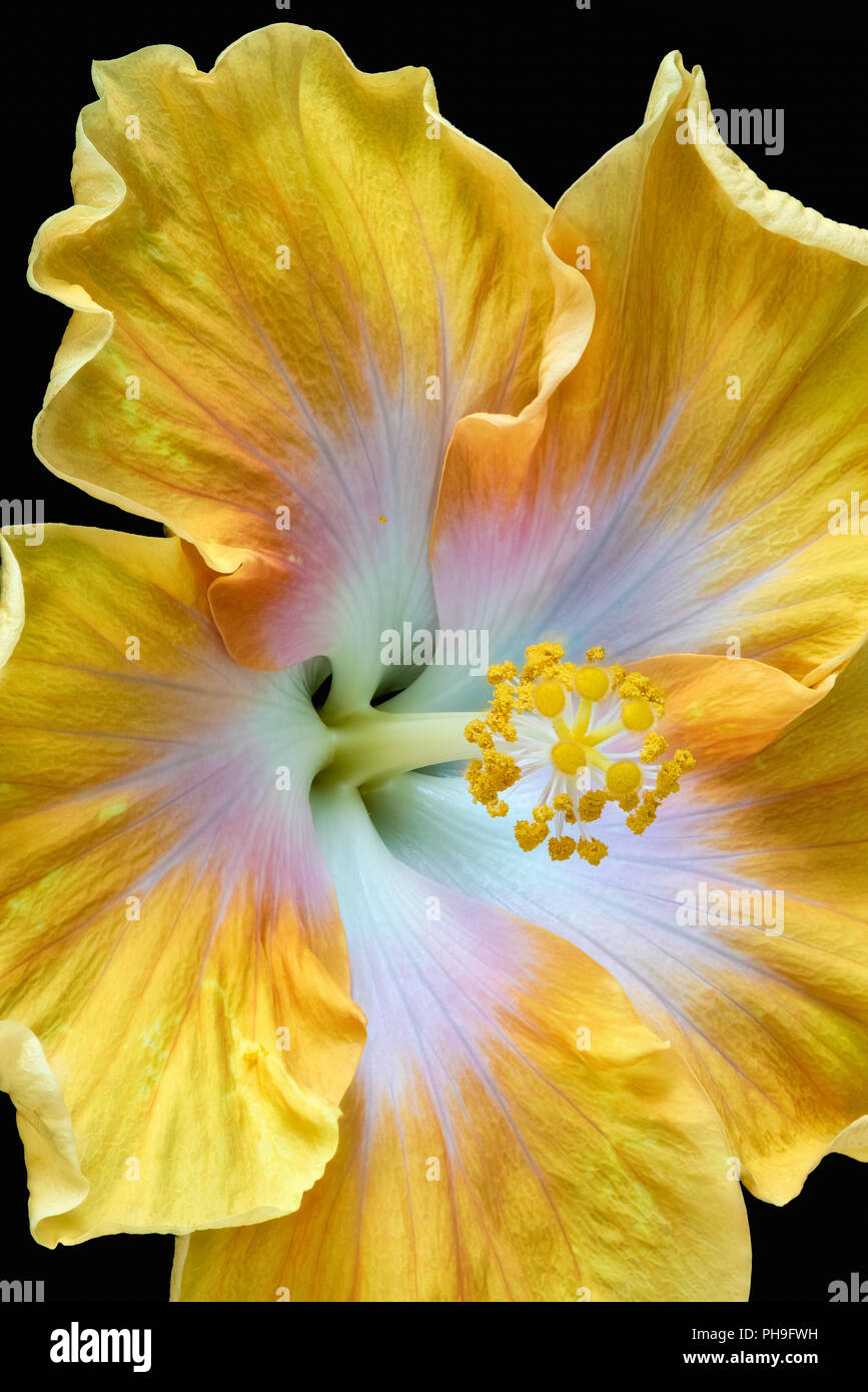 Floral color macro flower image of a the pistil of a single isolated ...