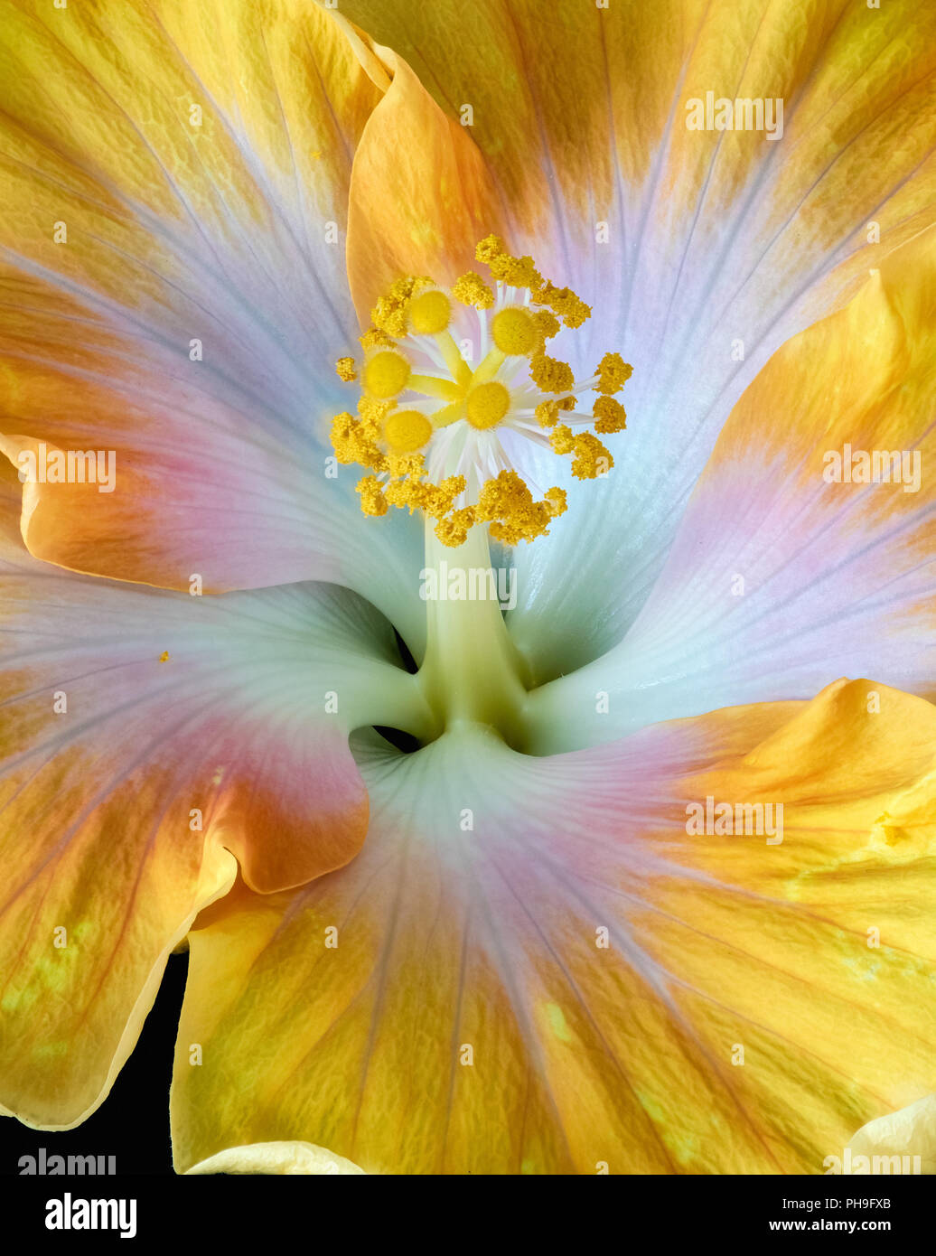 Floral color macro flower image of the pistil of a single isolated ...
