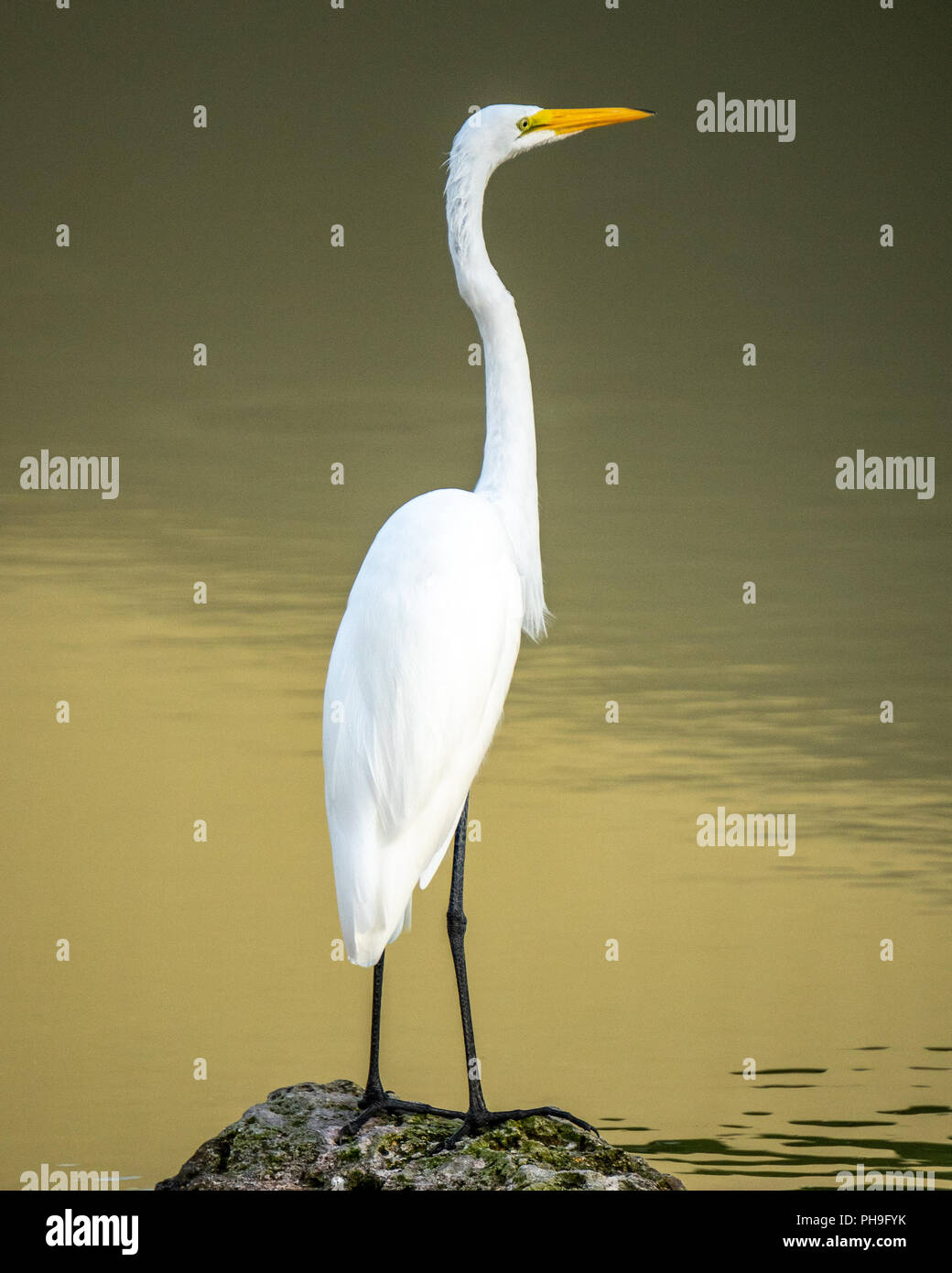 Playa Bavaro, Dominican Republic, 30 August 2018. A great egret (Ardea ...