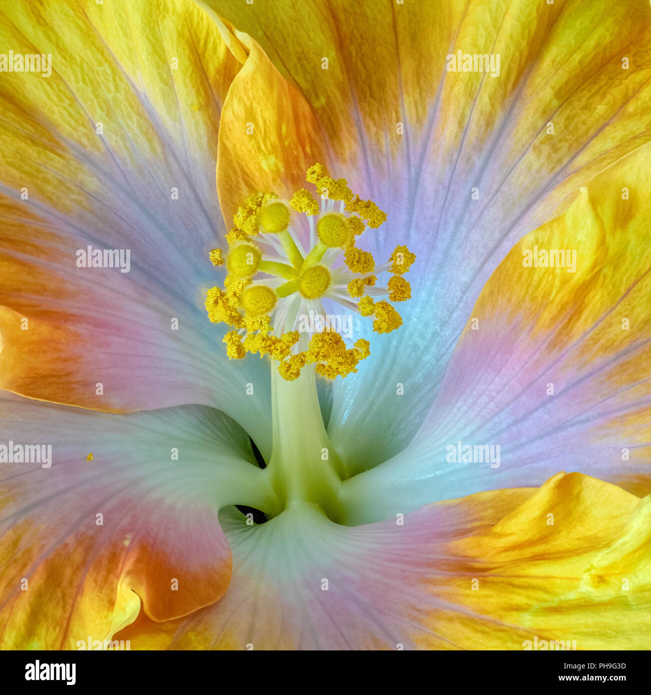 Fine art still life floral color macro flower image of the pistil of a ...
