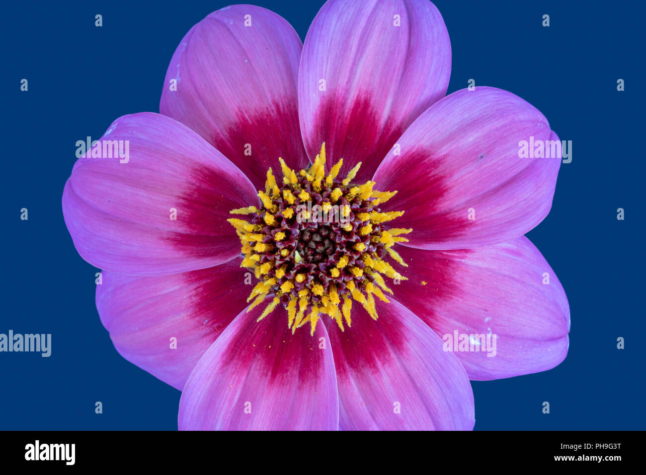 Wide flower hi-res stock photography and images - Alamy