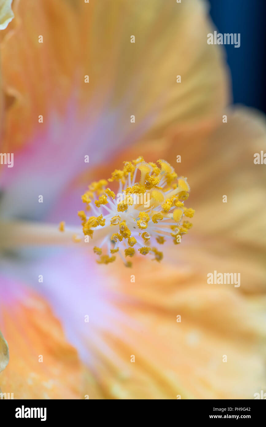 Fine art still life floral color macro flower image of the pistil of a ...