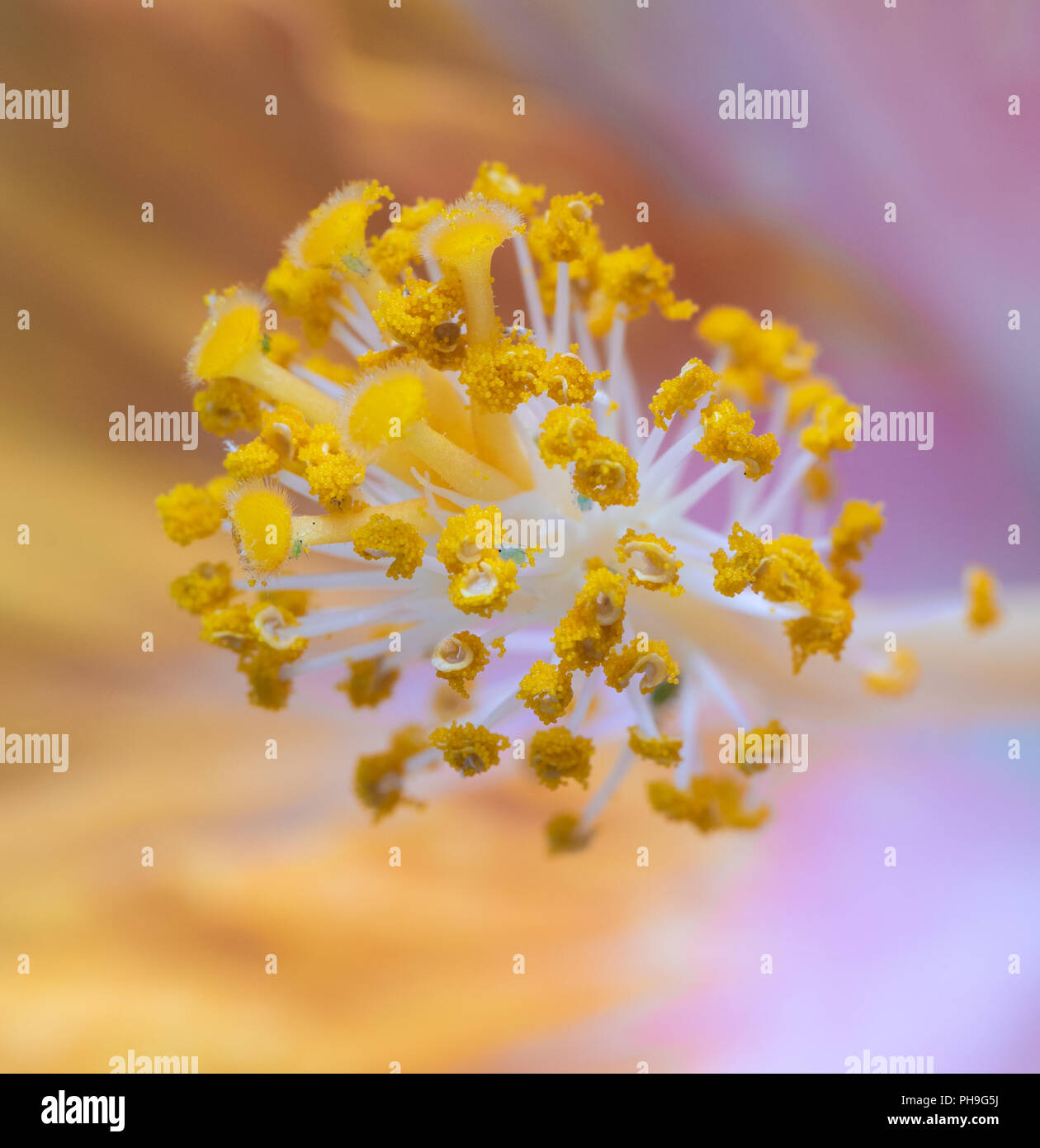 Fine art still life floral color macro flower image of the pistil of a ...