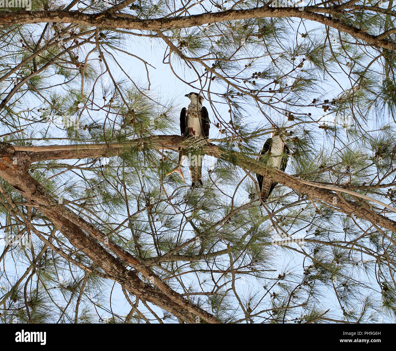 Fish eagle with prey, America, nature, eagle Stock Photo - Alamy