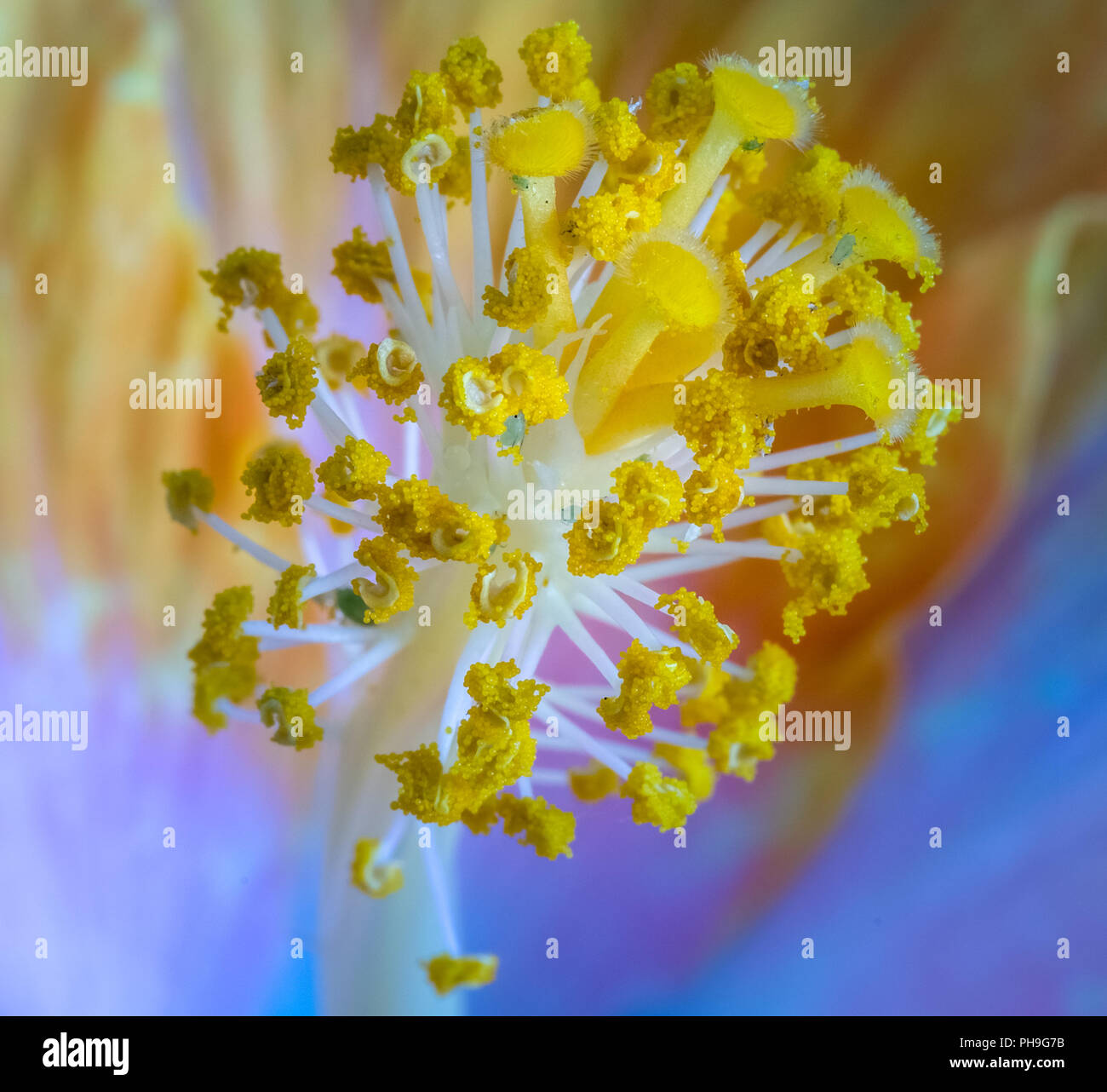 Fine art still life floral color macro flower image of the pistil of a ...