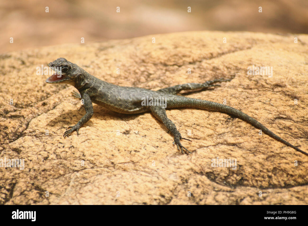 Angry Lizard High Resolution Stock Photography and Images - Alamy