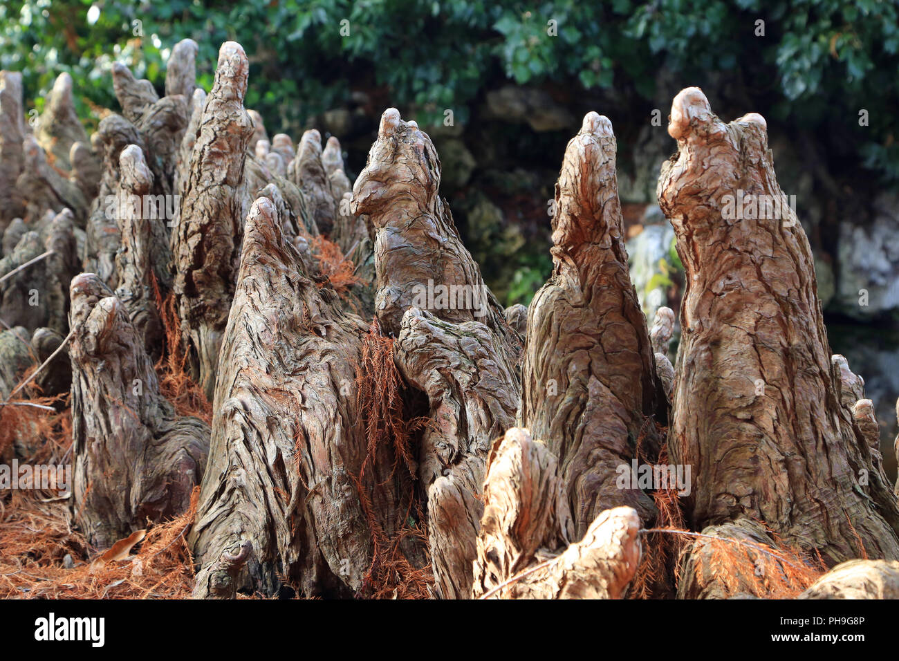 Bald cypress tree knee hi-res stock photography and images - Alamy