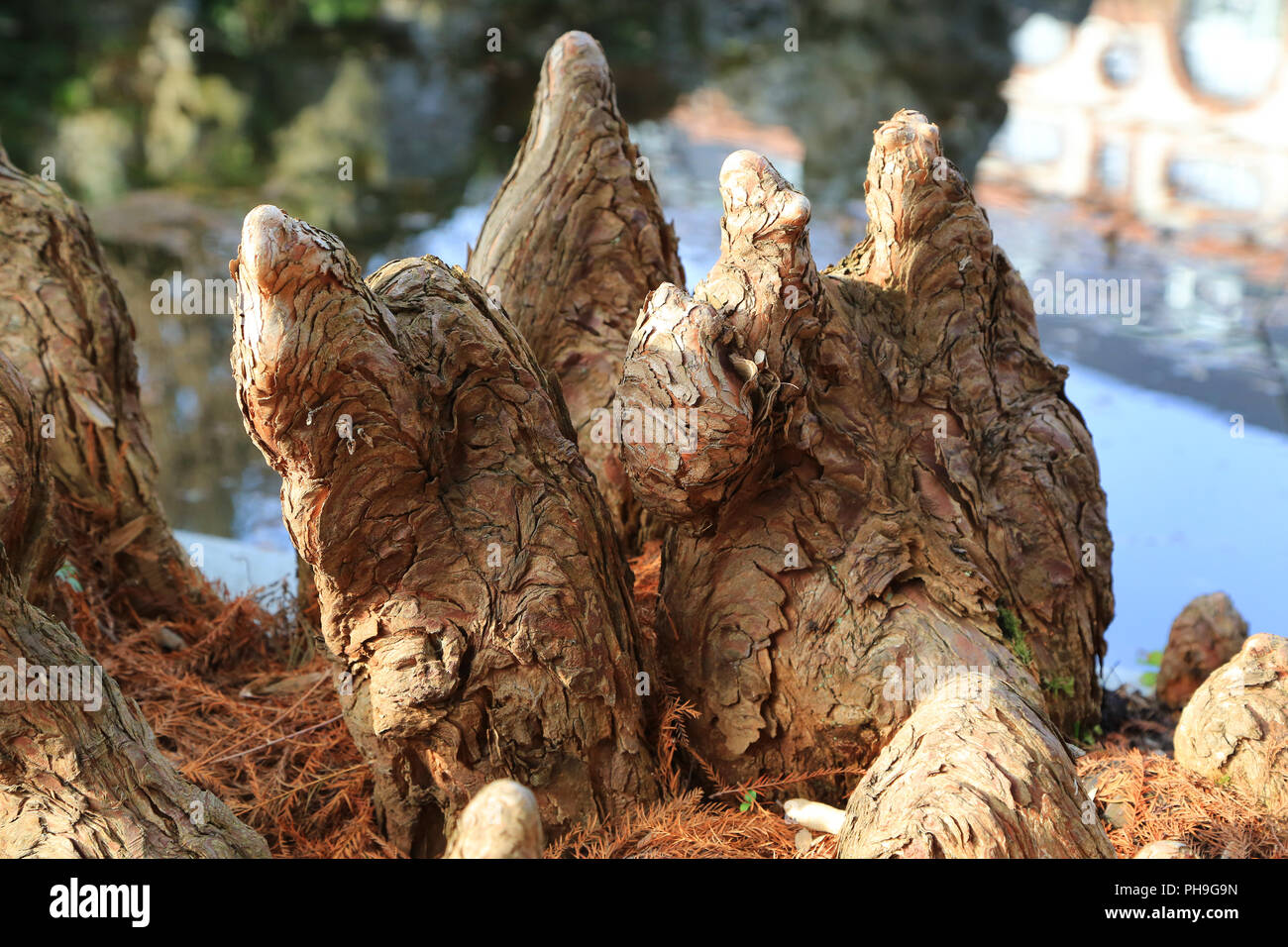 Root Knees A High Resolution Stock Photography and Images - Alamy