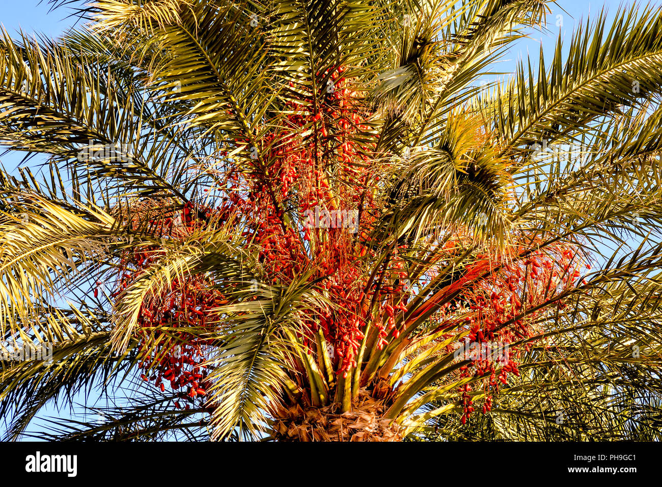 Green Palm Canarian Tree Stock Photo - Alamy