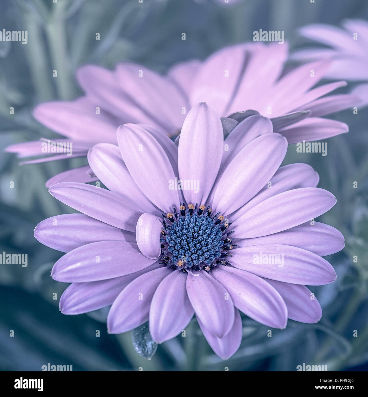 Purple Calendula Flower