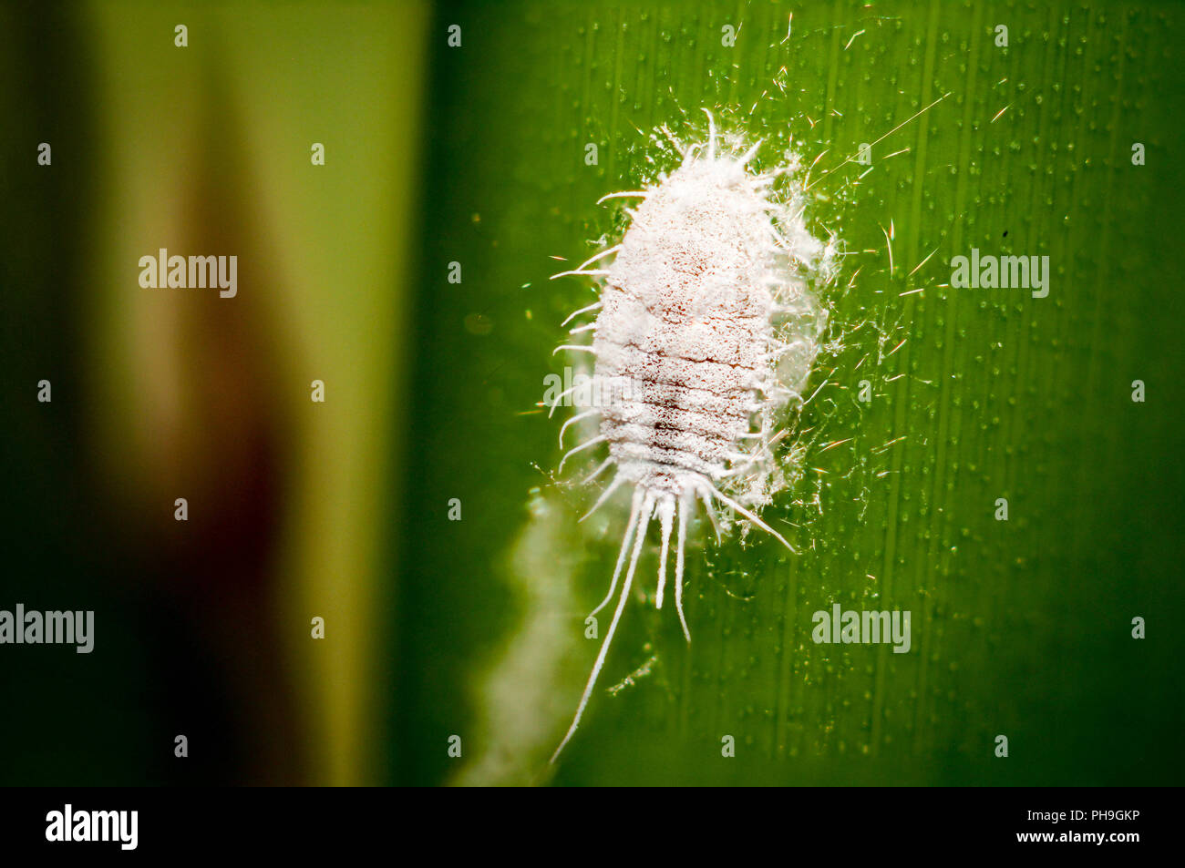 Schmierlaus hi-res stock photography and images - Alamy