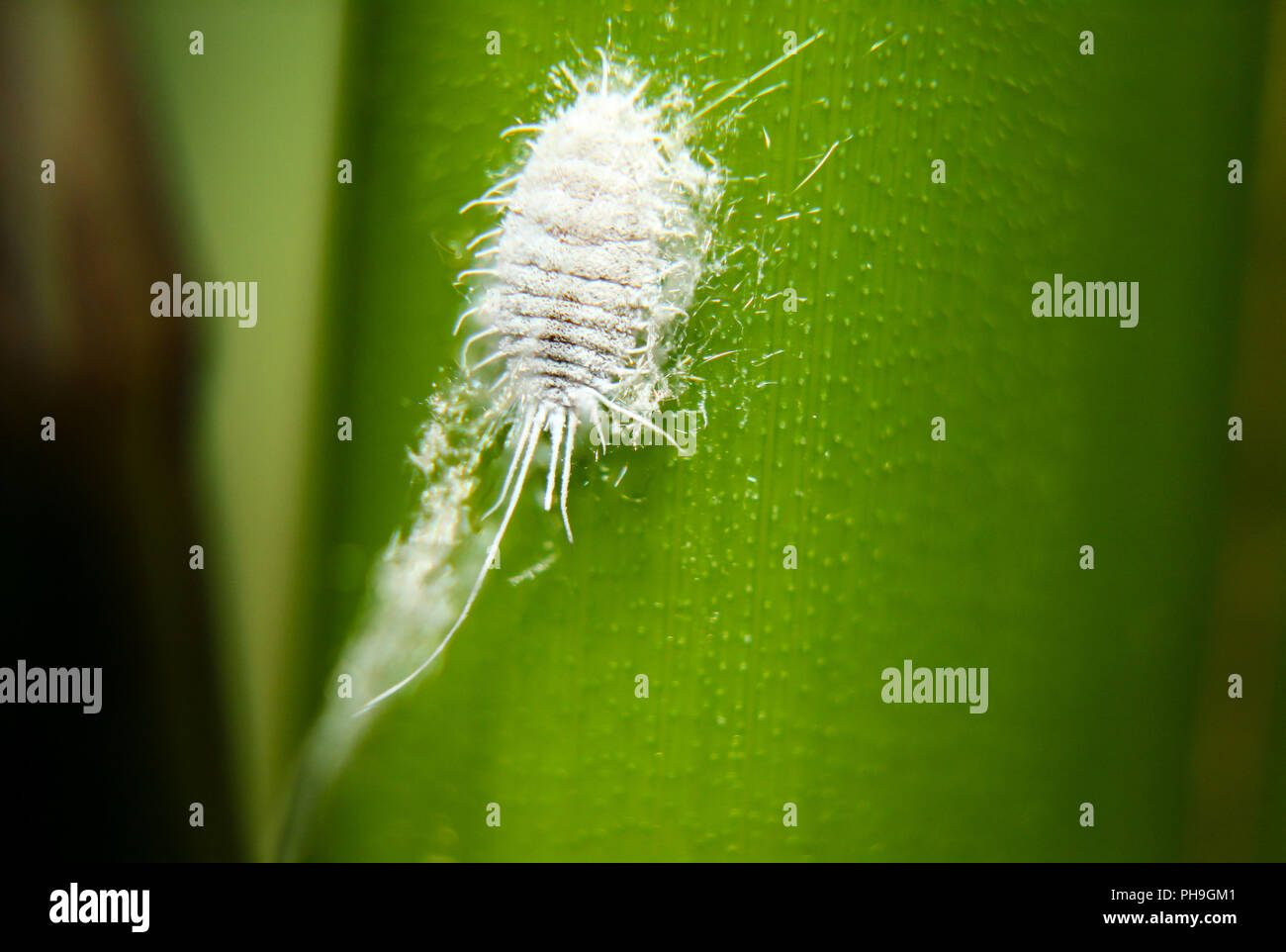 Schmierlaus hi-res stock photography and images - Alamy
