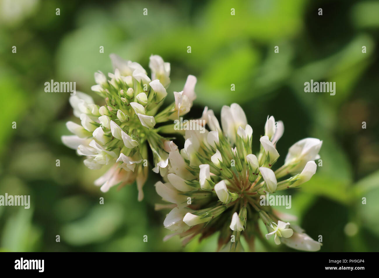 Flowers of clover Stock Photo - Alamy