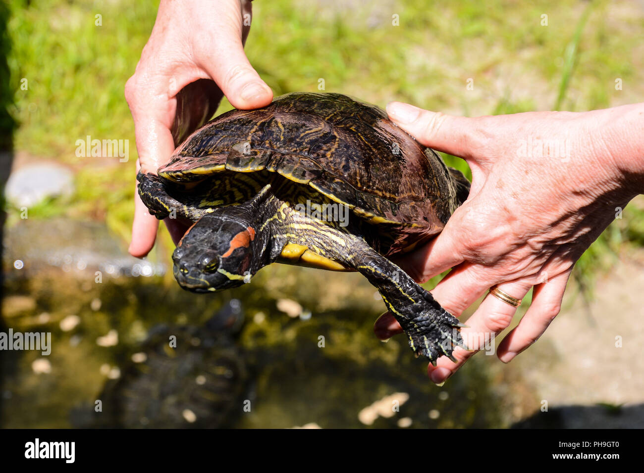 Common Turtle High Resolution Stock Photography and Images - Alamy