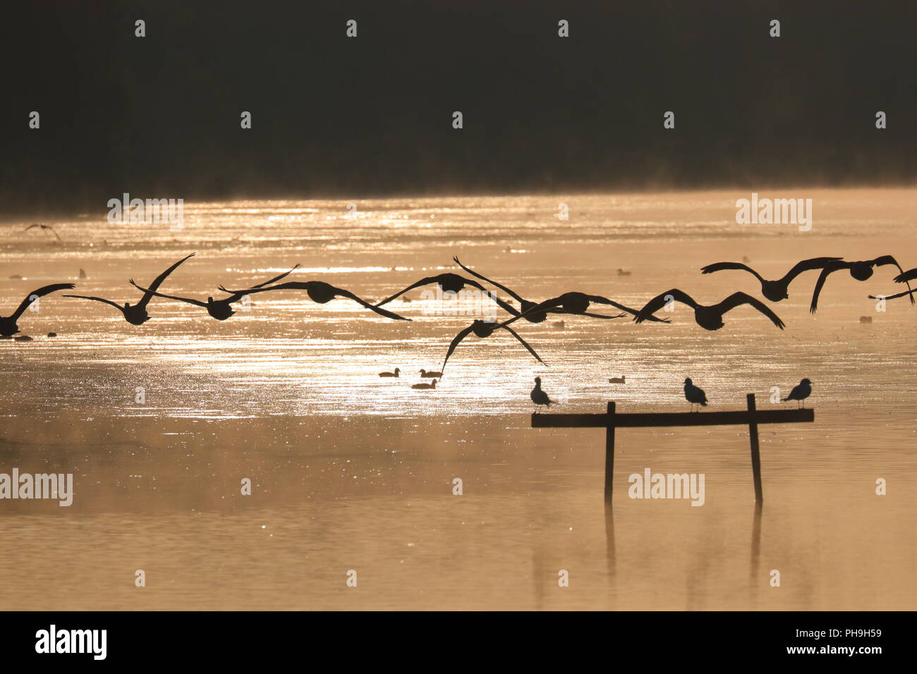 Gaggle of geese in flight over RSPB Fairburn Ings Stock Photo - Alamy