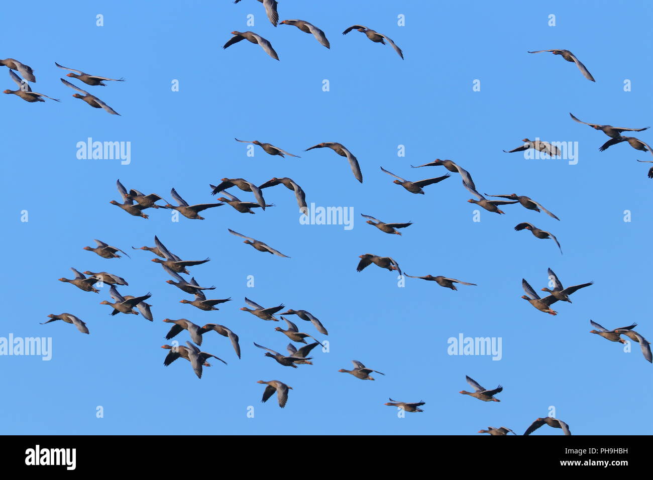 Greylag & Canada Geese fly overhead RSPB Fairburn Ings Stock Photo - Alamy