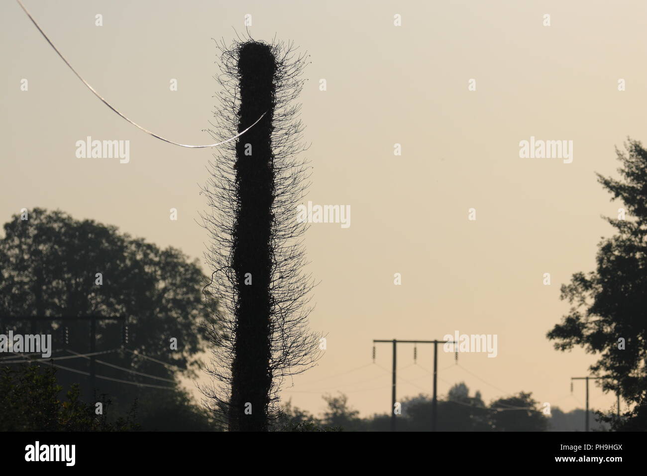 Pole covered in ivy hi-res stock photography and images - Alamy