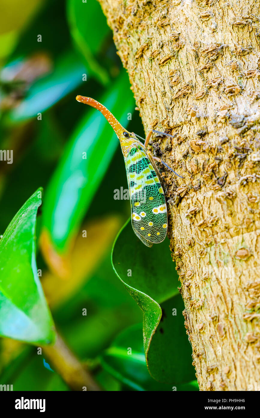 On tree perch hi-res stock photography and images - Alamy