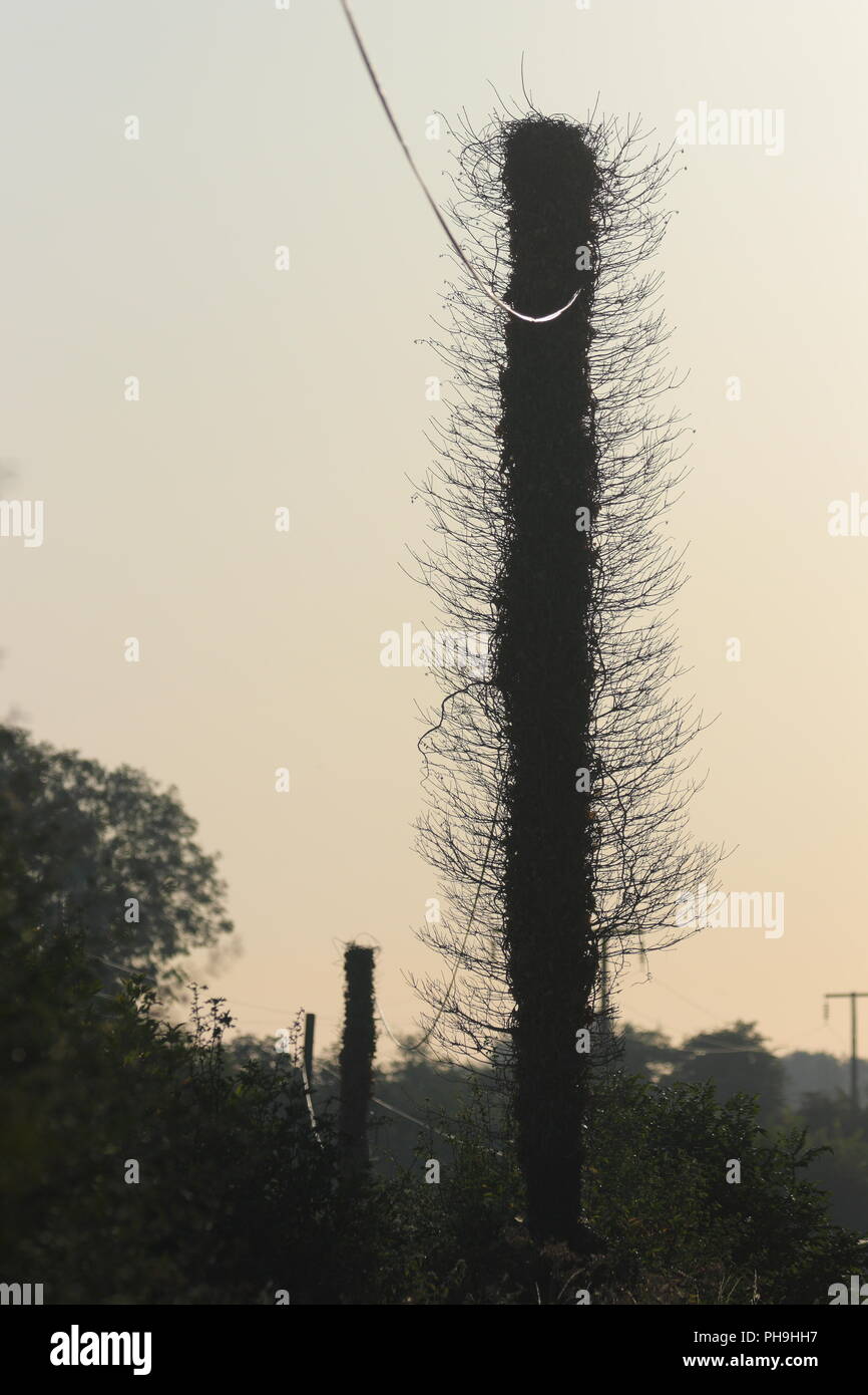 Silhouettes of telegraph poles covered in dead Ivy plants Stock Photo ...