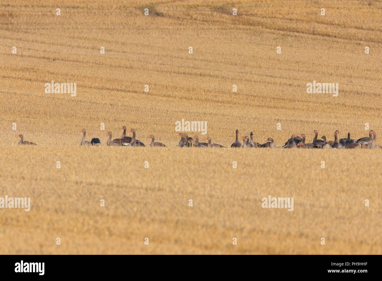 Canadian gees hi-res stock photography and images - Alamy